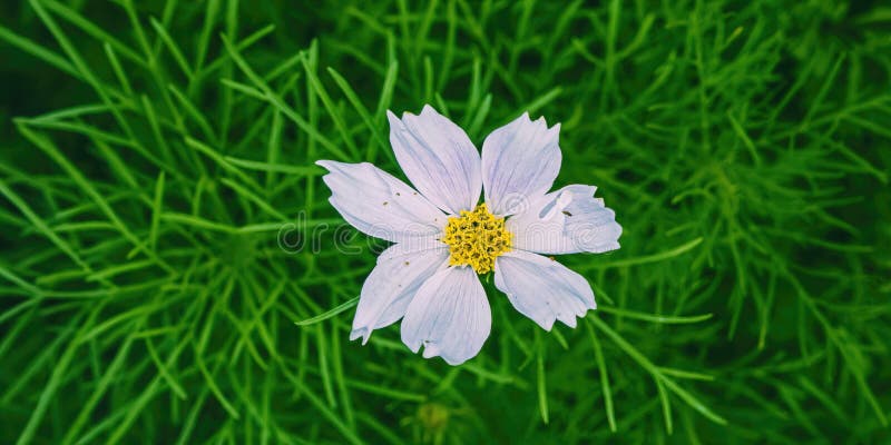Small White Daisy in Garden Stock Photo - Image of flower, nature ...