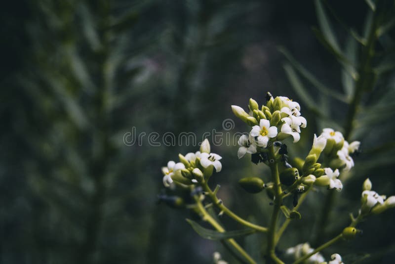 Small White Daphne Flowers on a Mountain Stock Image - Image of color ...