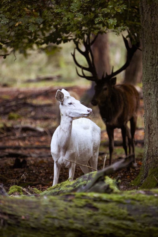Small white deer in forest stock photo. Image of wild - 258324992