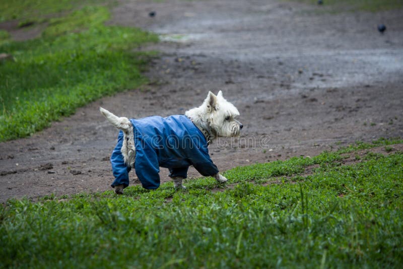Dog Rain Suit Legs Stock Photos - Free & Royalty-Free Stock Photos from ...