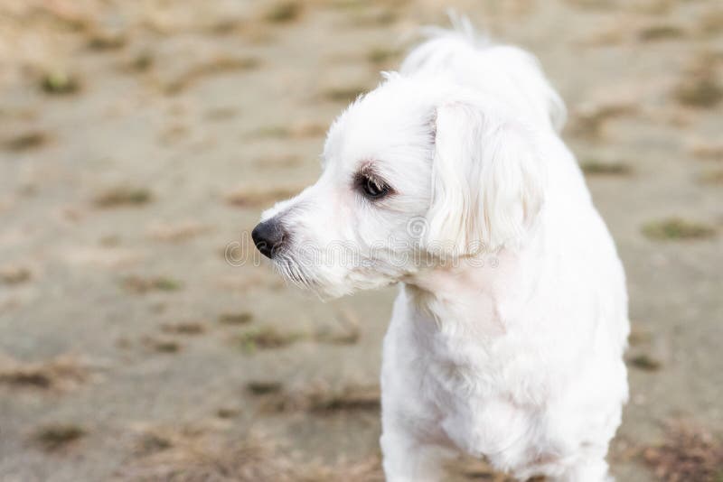 Dog looking left stock photo. Image of face, bright - 136515340