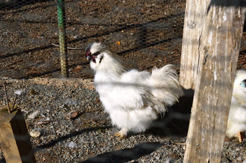 Small white domestic hen stock photo. Image of small - 243193486