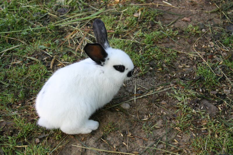 Domestic rabbits stock image. Image of food, rabbit, together - 29834565
