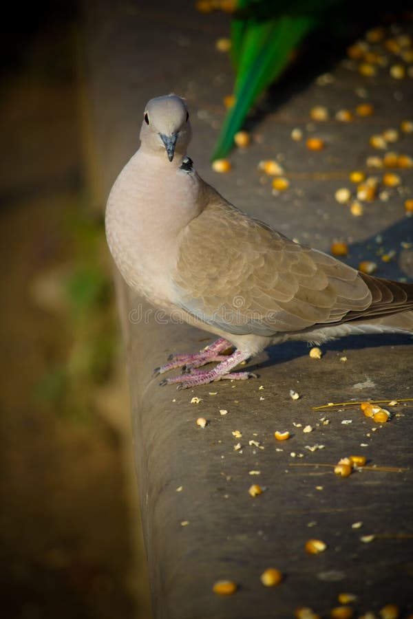 Small White Doves Looking for Food on the Ground Stock Photo - Image of ...
