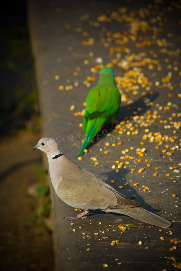 Parrot on ground stock image. Image of wild, birdeye - 98087353