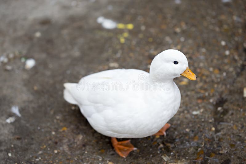 Small duck stock image. Image of isolated, real, funny - 12438313
