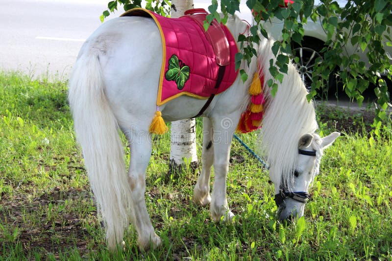 A small white fancy pony stock image. Image of birch - 324486111