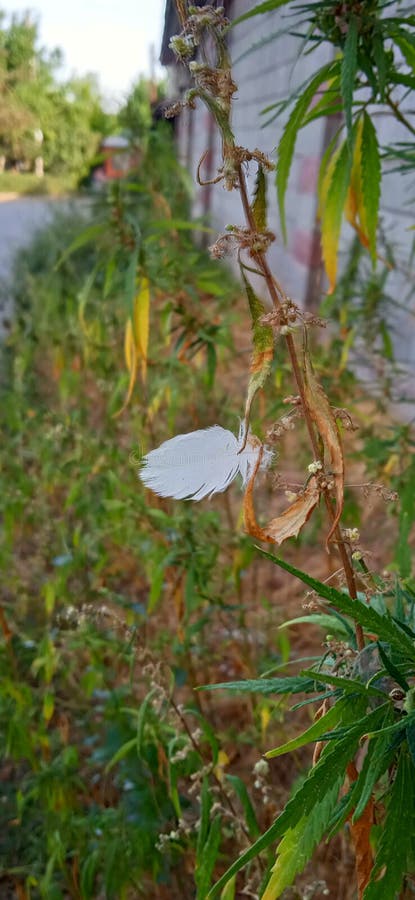 A Small White Feather Caught on a Branch Stock Photo - Image of insect ...