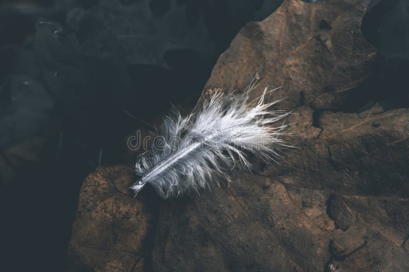 Small White Feather on a Dry Leaf Stock Image - Image of white, feather ...