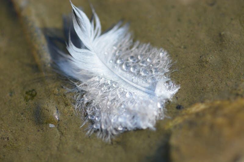 Small white feather stock photo. Image of fluffy, white - 103396360