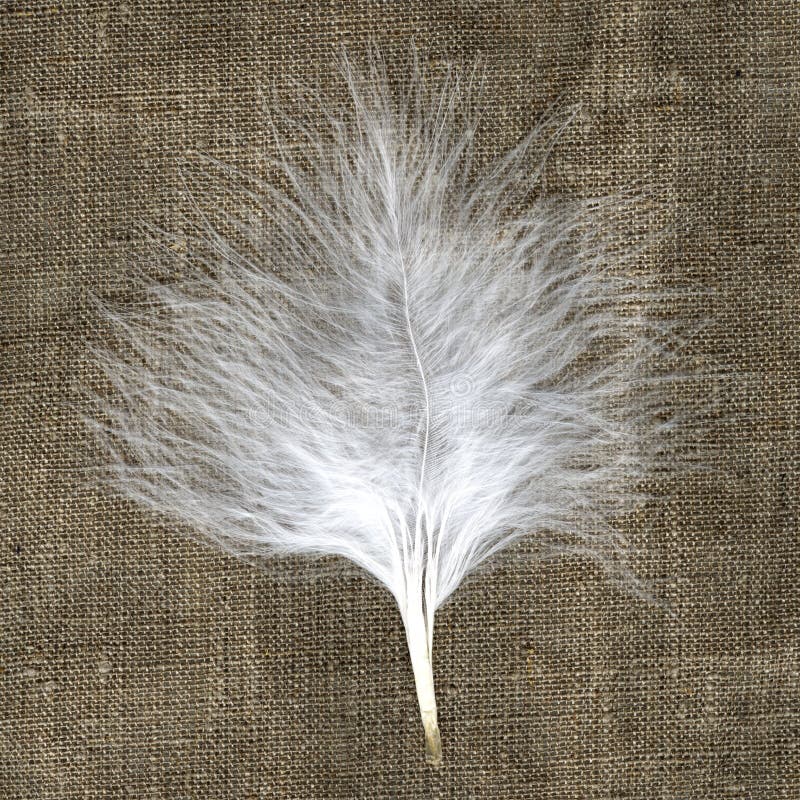 Small White Feather on the Natural Material Stock Photo - Image of ...