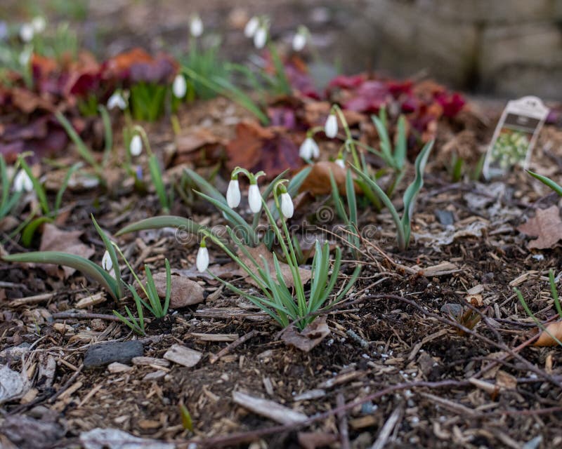 Small White Flower Buds at the Beginning of Spring Stock Image - Image ...