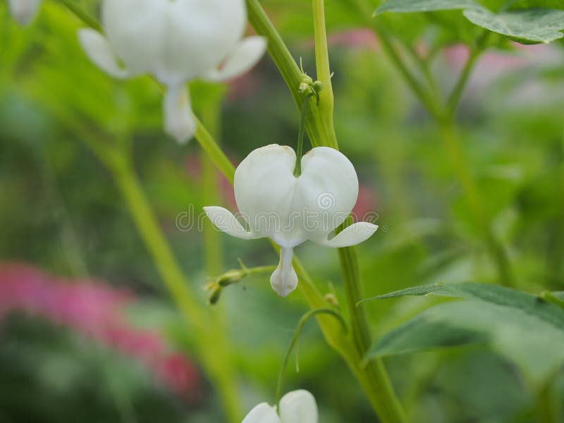 Small White Flower Buds Broken Heart. Buds in the Form of Hearts Stock ...