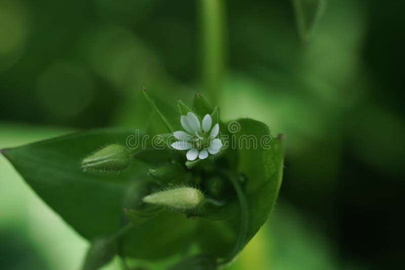 Small White Flower in the Forest Macro Photography Stock Photo - Image ...