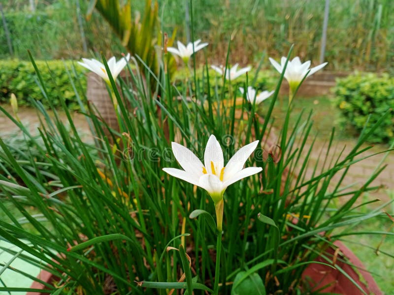 Small White Flower in the Shape of a Star that Grows Stock Image ...