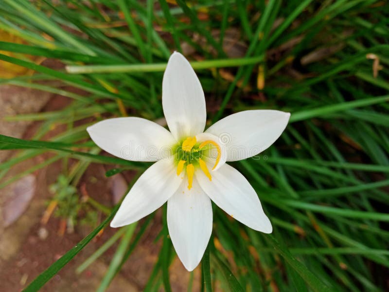 Small White Flower in the Shape of a Star that Grows Stock Photo ...