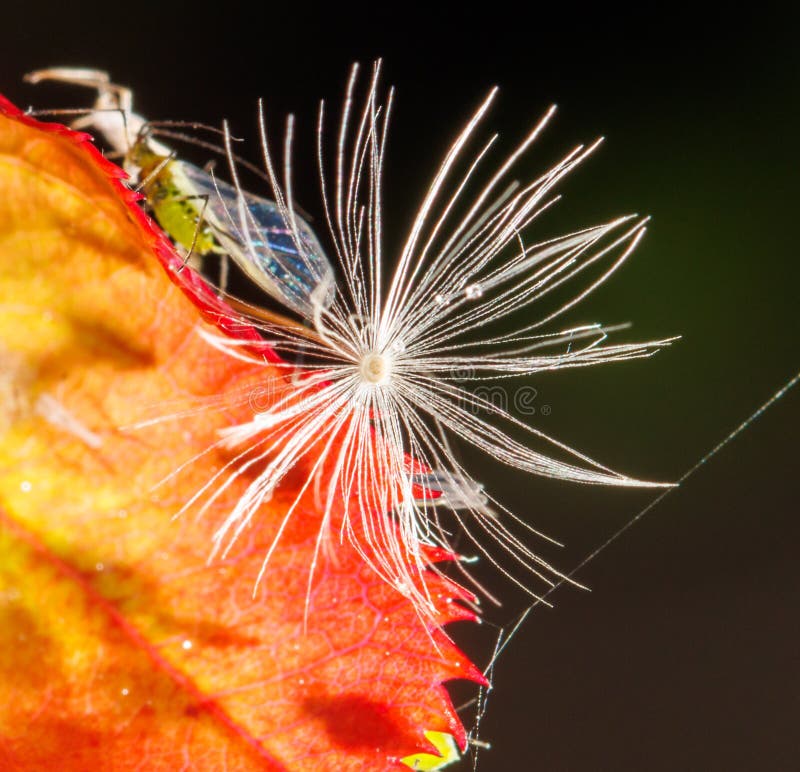 A Small White Flower with a Stem is on a Leaf Stock Photo - Image of ...