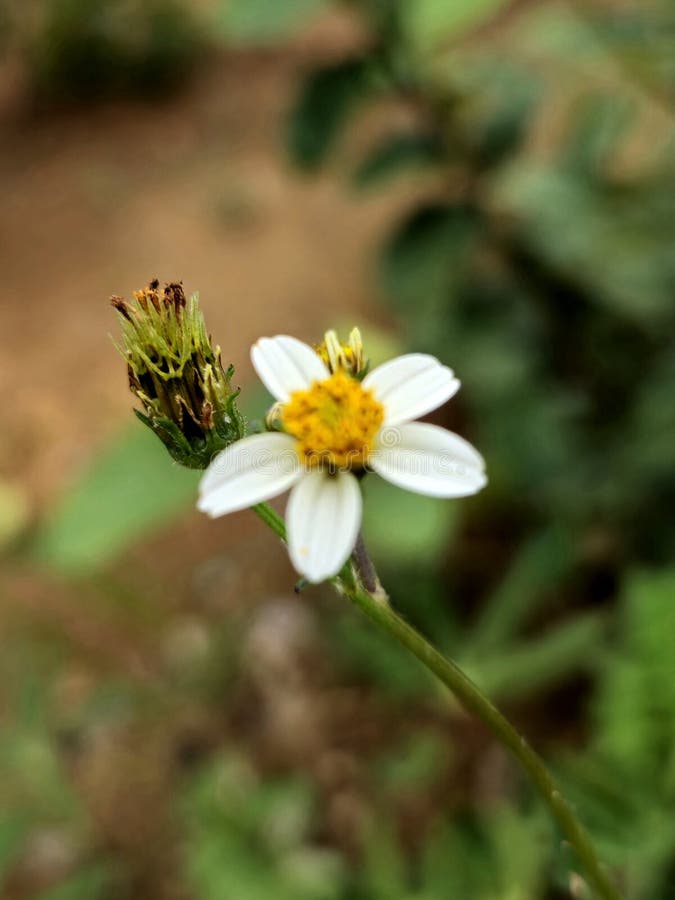 Small White Flower with Yellow Core at Dawn. Stock Image - Image of ...