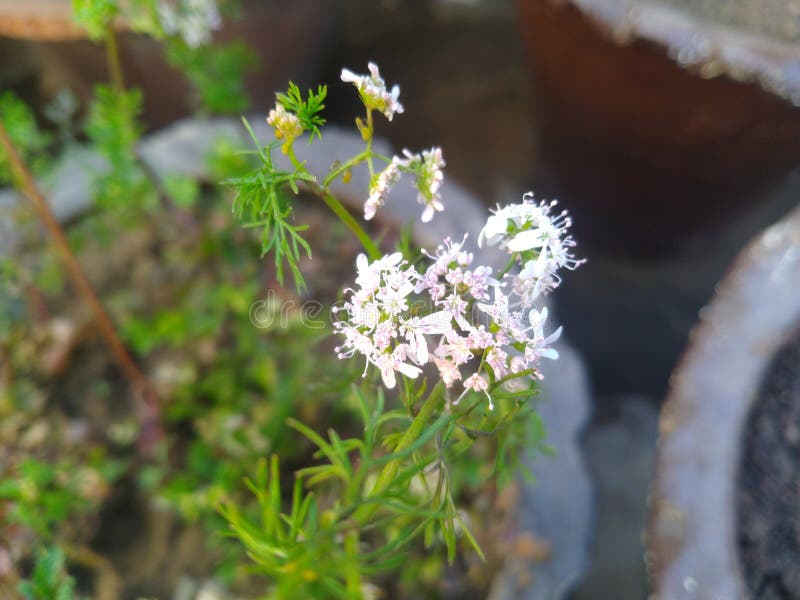 Small White Flowers stock photo. Image of lilac, shrub - 206263098