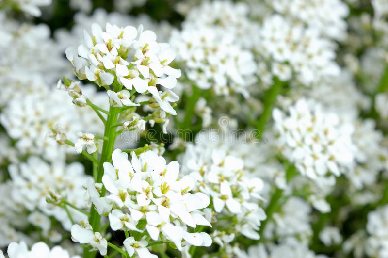 Small white flowers stock photo. Image of small, horizontal - 2344484