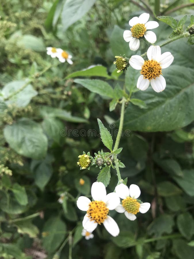 Small White Flowers of the Bidens Pilosa Plant. Stock Photo - Image of ...