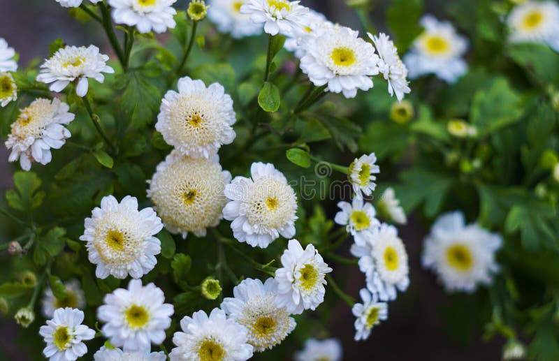 Small white flowers bloom stock photo. Image of fresh - 274553544