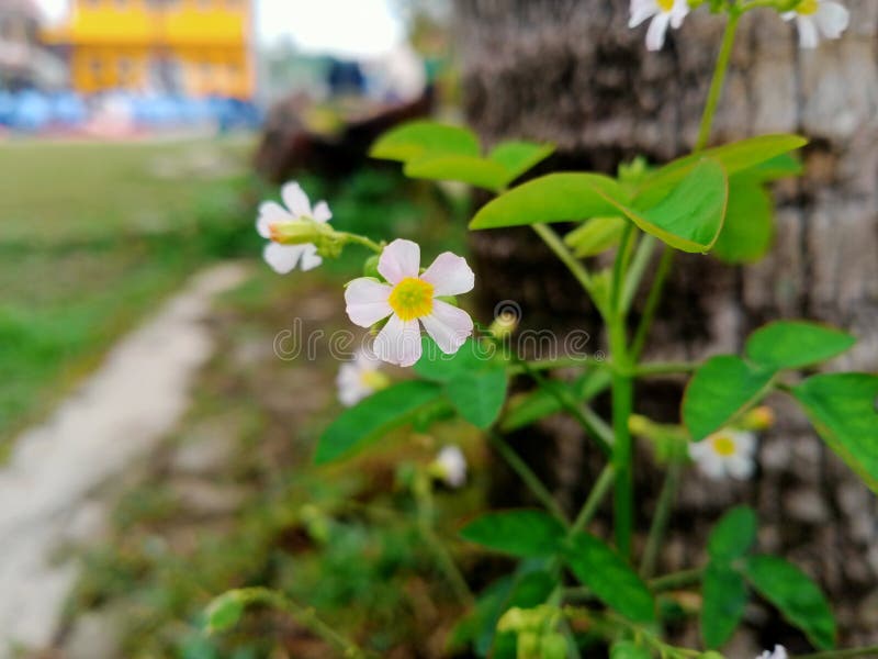 Small White Flowers Bloom Beautifully Stock Image - Image of white ...