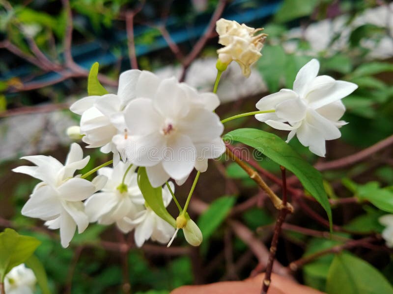 Small White Flowers Bloom in the Garden and Smell Good Stock Photo ...