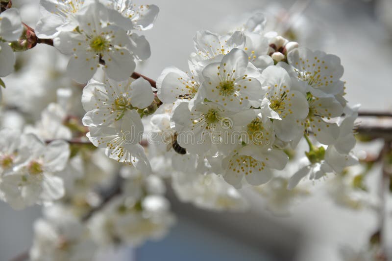 Blooms Cherry Tree with White Flowers Stock Photo - Image of leaf ...