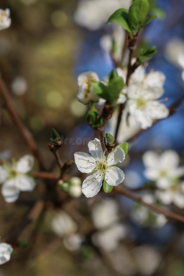 White flowers on a branch stock image. Image of green - 176374523