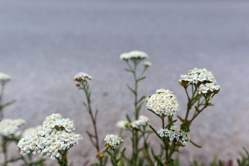 .small and White Flowers Bush on Gray Asphalt Background Stock Photo ...
