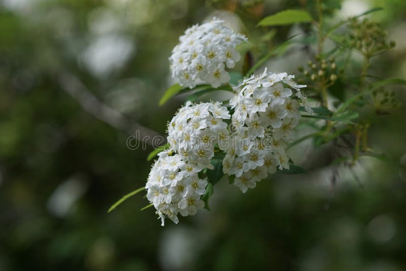 Small White Flowers in Clusters Stock Image - Image of branch, lush ...