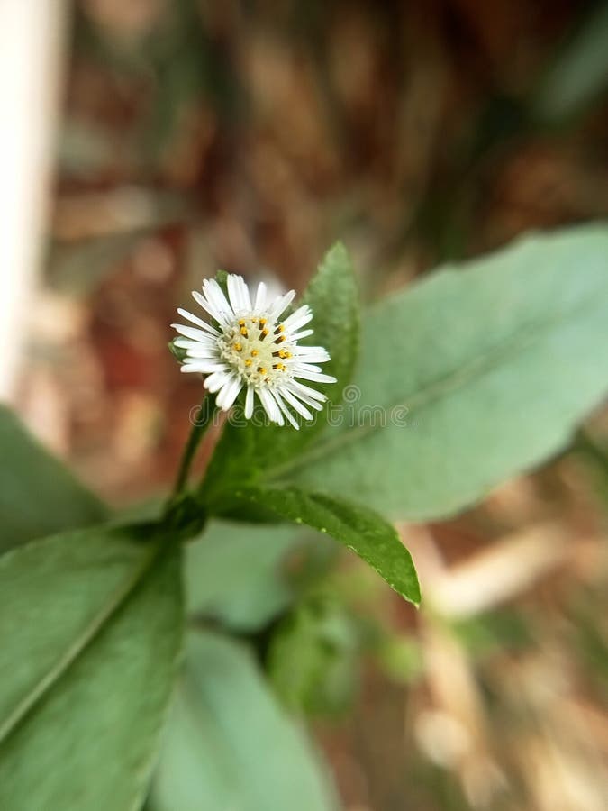 Small White Flowers Eclipta Prostrata or Commonly Known As Urang Aring ...