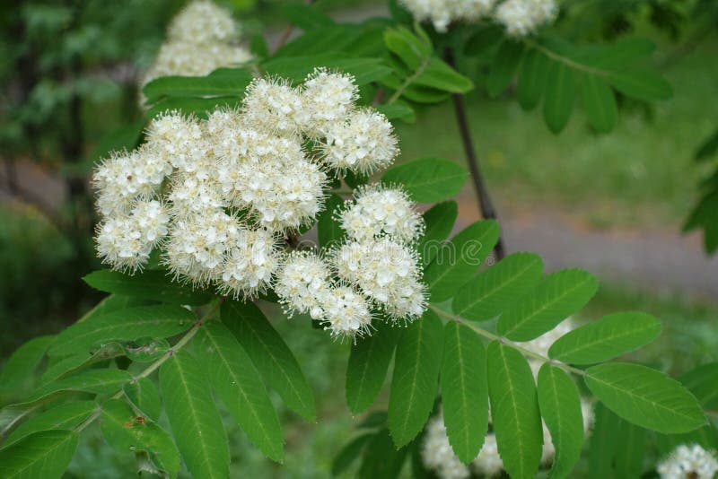Small White Flowers of European Rowan in May Stock Image - Image of ...