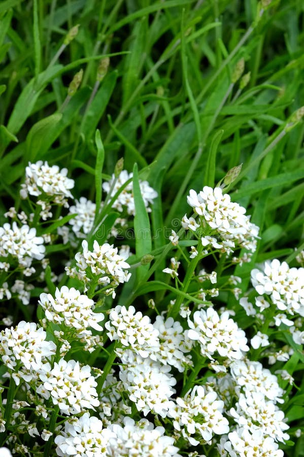 Small white flowers grass stock photo. Image of garden - 2344366