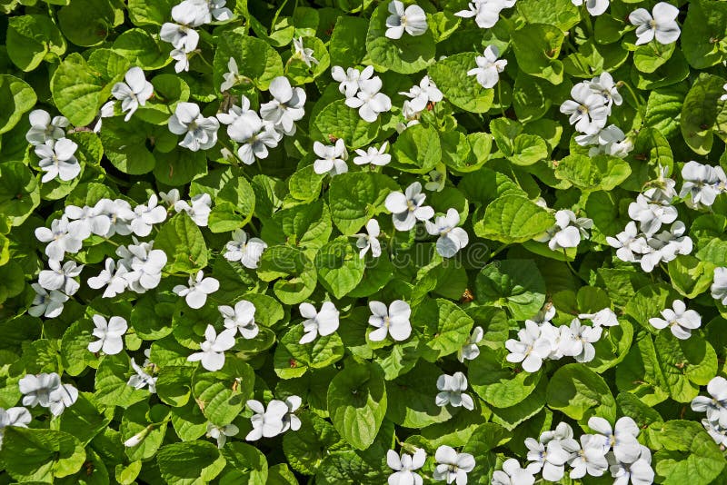 Small White Flowers with Green Leaves Stock Photo - Image of petal ...