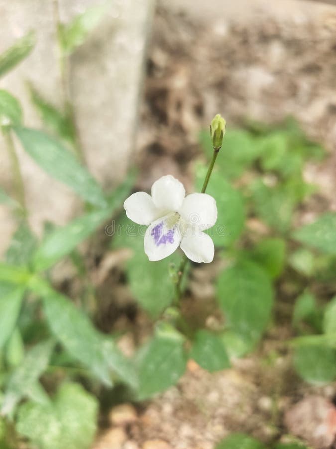 Small White Flowers that Grow on the Bush Stock Photo - Image of small ...