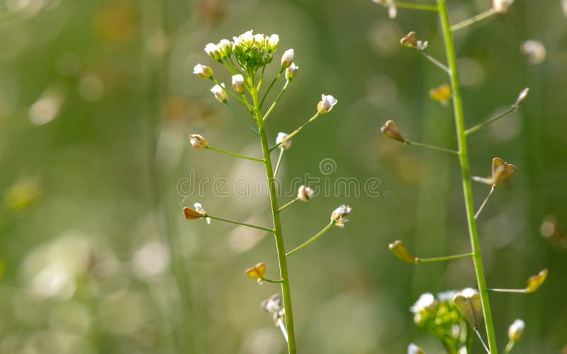 Small White Flowers on Herbaceous Plants in Spring. Close-up Stock ...