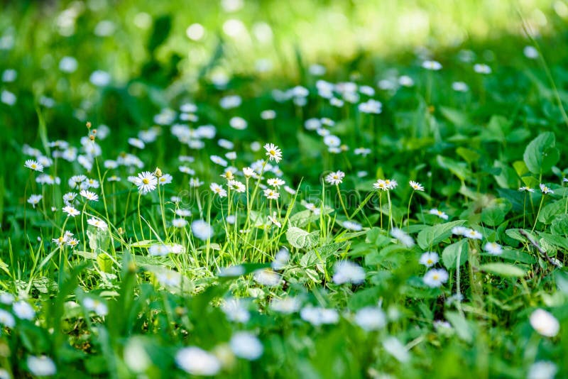 Small White Flowers in Meadow Stock Image - Image of herbaceous, nature ...