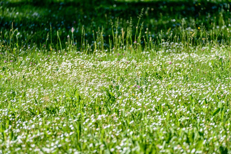 Small White Flowers in Meadow Stock Image - Image of florescence ...