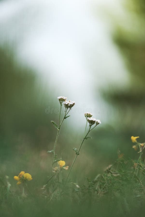 Small White Flowers Stretch Towards The Sky, Green Background. Stock ...