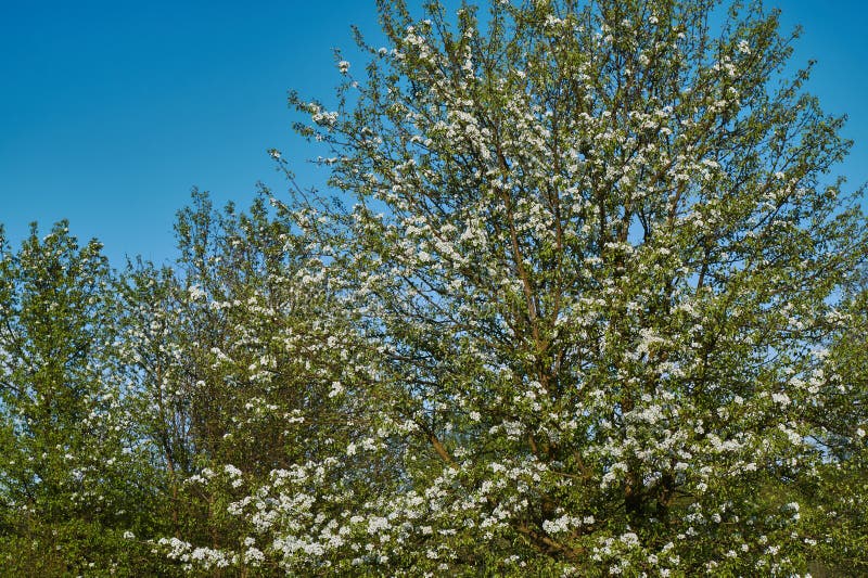 Small White Flowers on a Tree in the Spring Stock Photo - Image of ...