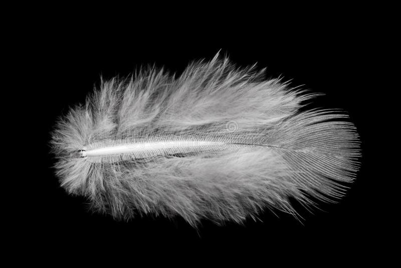 Small White Fluff Feather Isolated on Black Background Stock Image ...