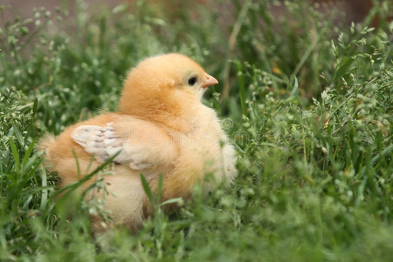 Small White Fluffy Chicken in the Grass Stock Photo - Image of bird ...