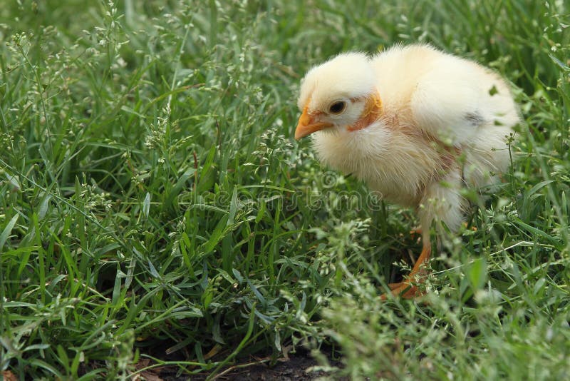 Small White Fluffy Chicken in the Grass Stock Photo - Image of ...