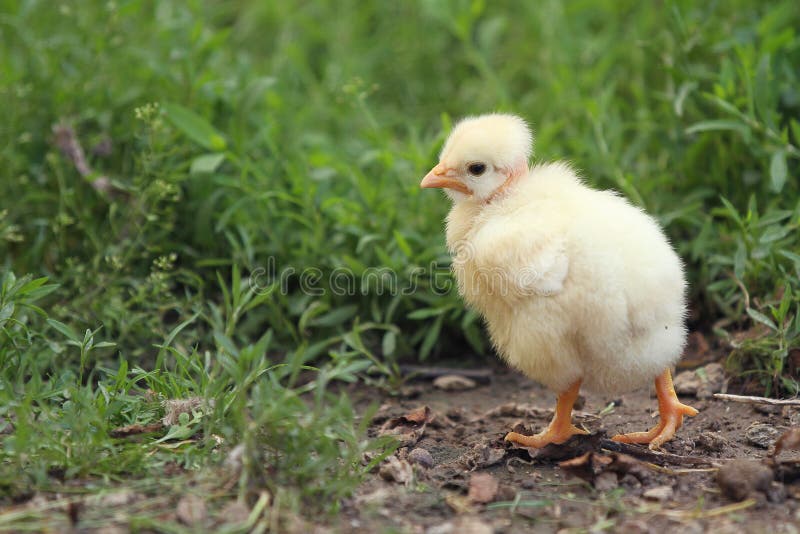 Small White Fluffy Chicken in the Grass Stock Image - Image of pecker ...