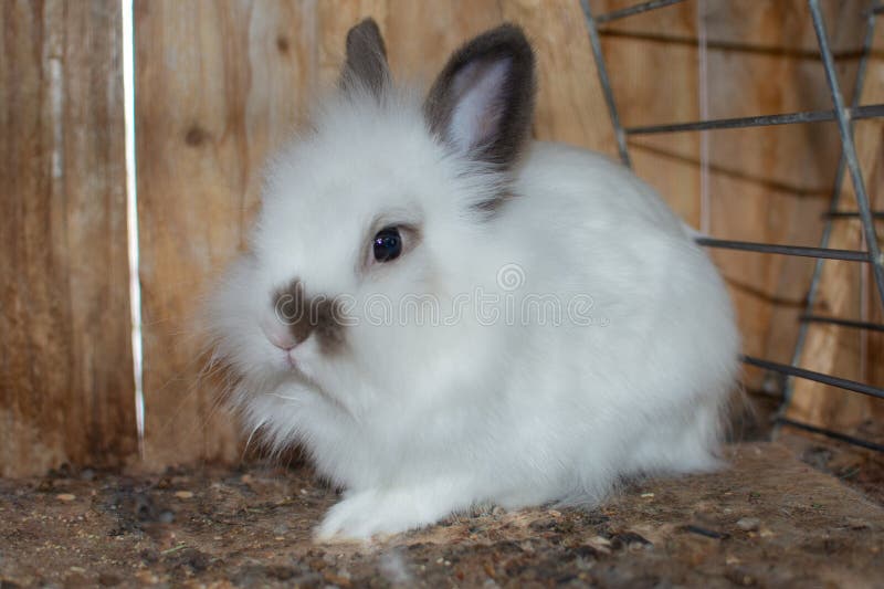 Small White Fluffy Rabbit in a Cage Stock Image - Image of rabbit ...
