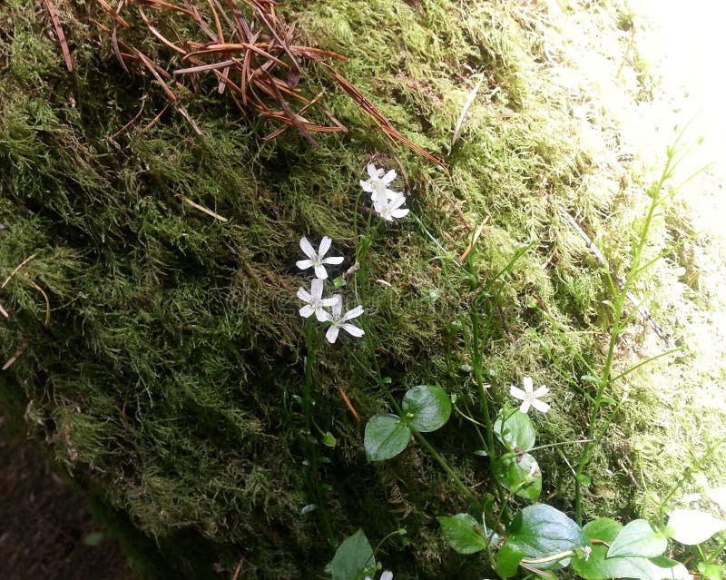Small White Forest Flowers stock image. Image of coastal - 95367977