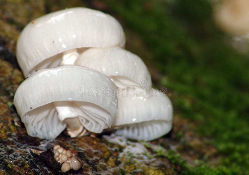 Small White fungi group stock image. Image of quad, four - 109191265