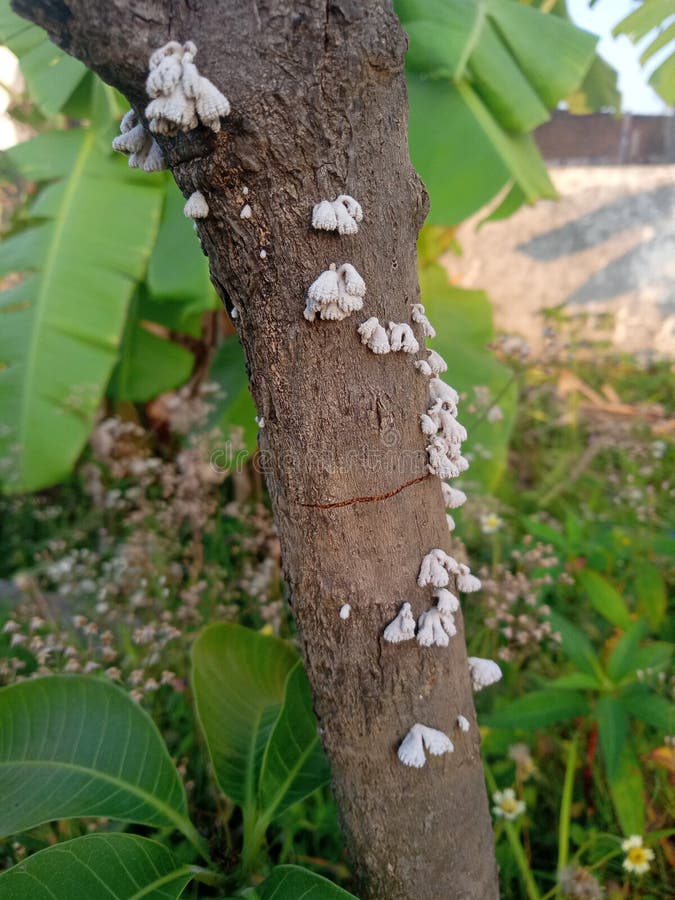 Small White Fungus Sticks To the Mango Tree Trunk Stock Photo - Image ...